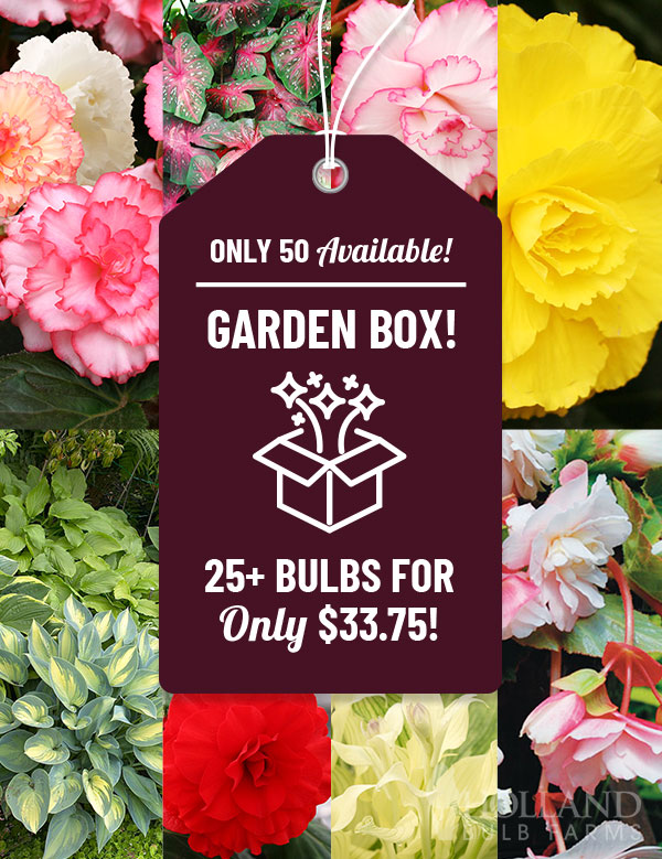 60 Days of Shady Summer Blooms Garden Kit | Flowering Plants for Shade ...