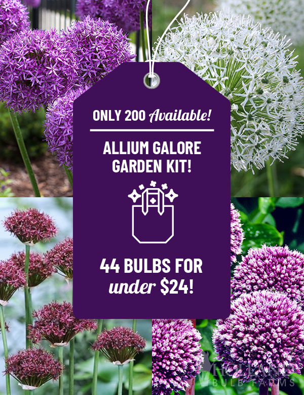 Indoor Flower Bulb Gardens | Bulb Garden Gifts | Living Gardens | Easy ...