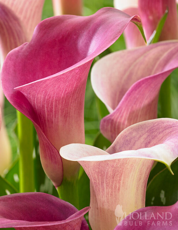 Crown Jewel Calla Lily Mix | Holland Bulb Farms | 73181