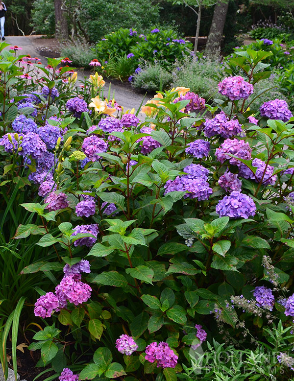 Endless Summer® BloomStruck® Reblooming Hydrangea Pre-Potted Shrub ...