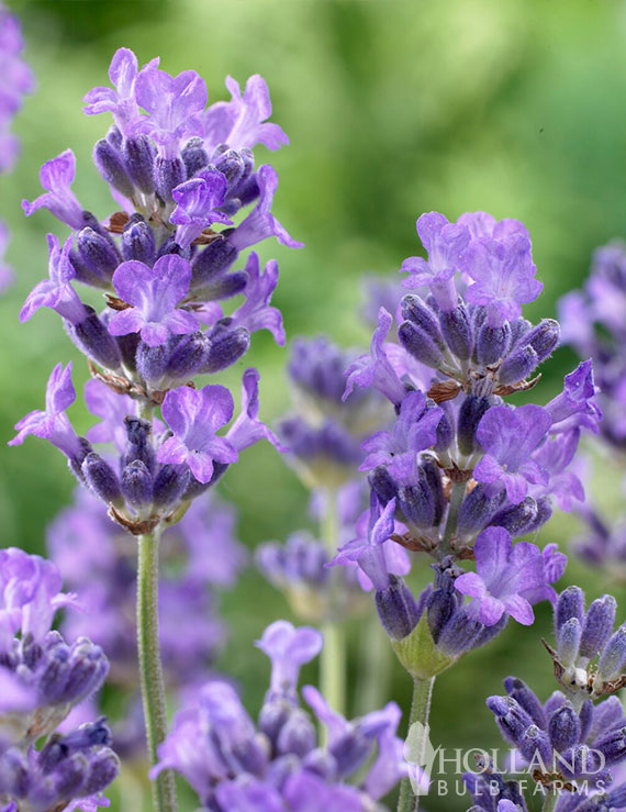 Fragrant Lavender Pre-Potted Duo | Holland Bulb Farms | 96211