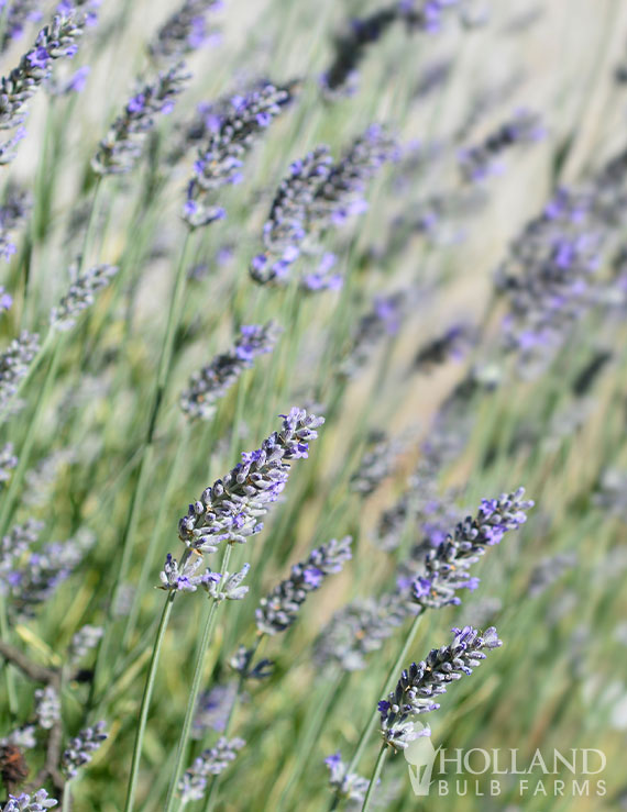 Fragrant Lavender Pre-Potted Duo | Holland Bulb Farms | 96211