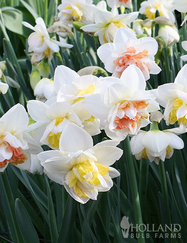 Magical Mixes Mystery Box | Mixed Flower Bulb Packs | Fall Planted Bulbs
