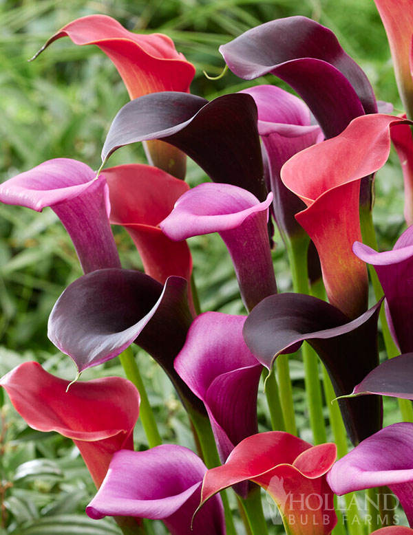 Midnight Jubilee Calla Lily Mix | Holland Bulb Farms | 79251