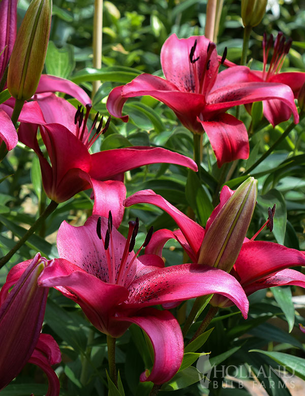 November Rain Hybrid Lily | Holland Bulb Farms | 77292