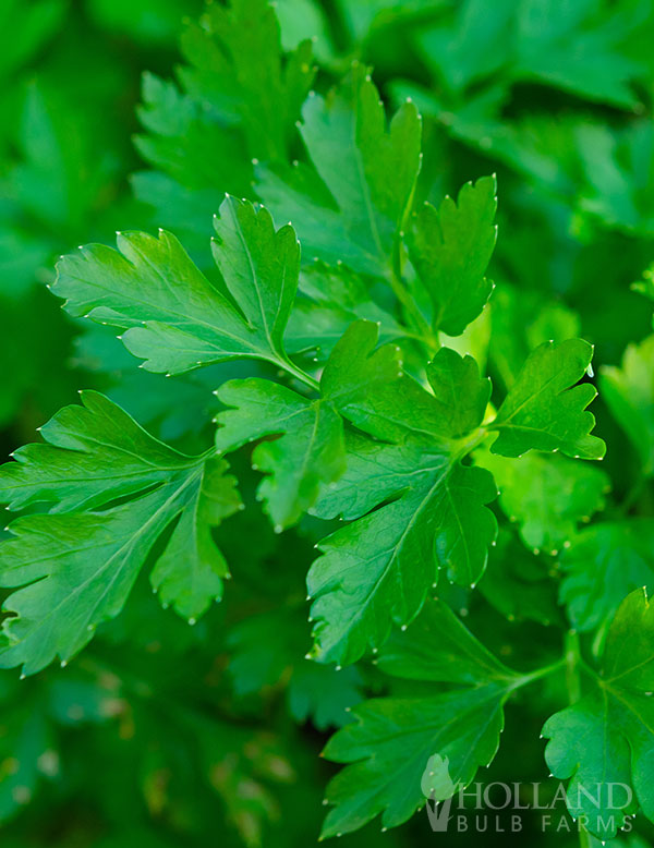 Parsley Italian Flat Leaf Plant Start Trio | Holland Bulb Farms | 96384
