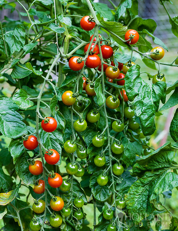 Petite Tomato Plant Start Trio | Holland Bulb Farms | 96371