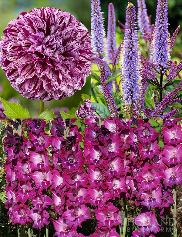 Garden Collections | Pre-Planned Garden Kits | Summer Flowers