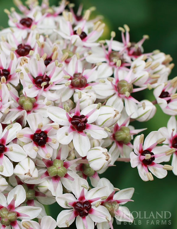 Silver Spring Allium | Holland Bulb Farms | 81131