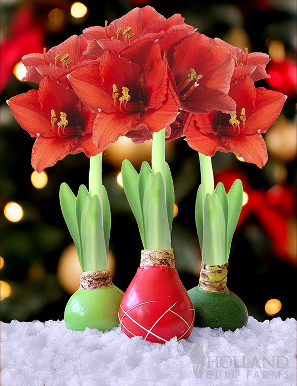 SnowReal! Instant Decorative Snow | Holland Bulb Farms | 92224