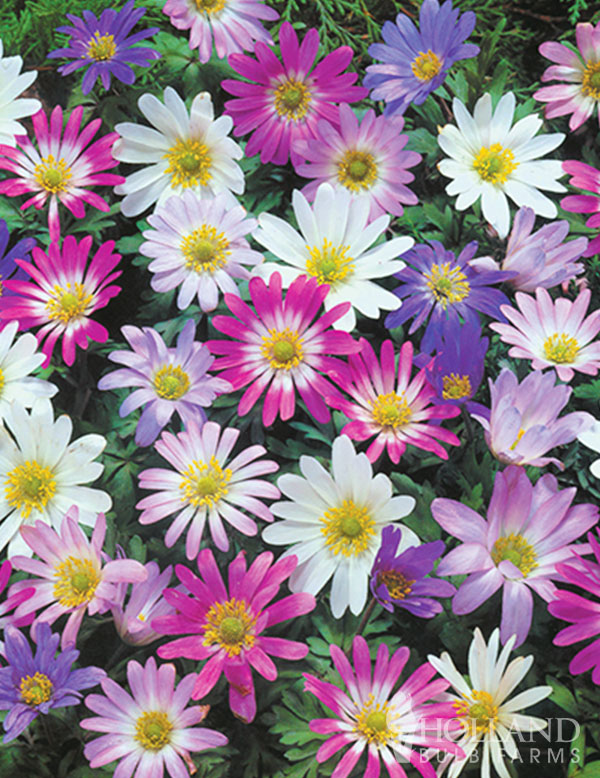 Summer of Color Mix | Holland Bulb Farms | 79257