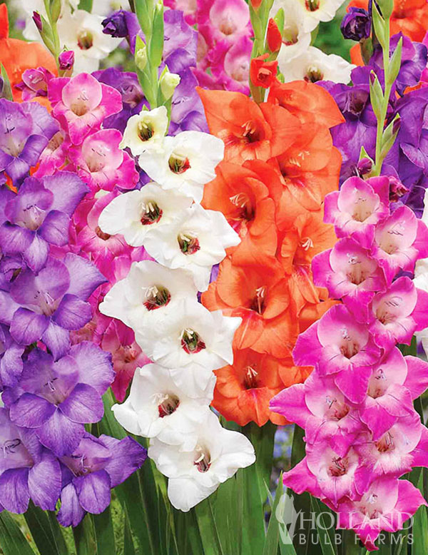 Summer of Color Mix | Holland Bulb Farms | 79257