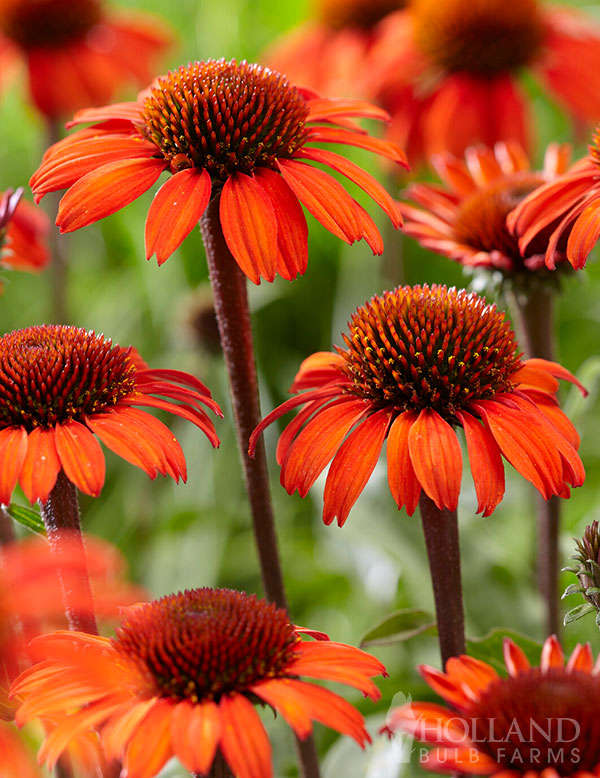 SunSeeker Red Coneflower | Holland Bulb Farms | 77402