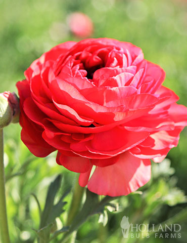 Tecolote® Ranunculus Rose | Holland Bulb Farms | 87128