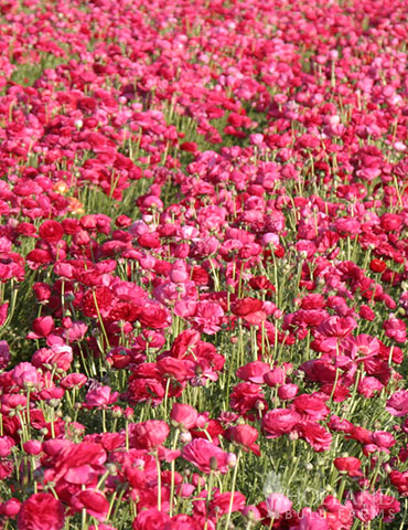 Tecolote® Ranunculus Rose | Holland Bulb Farms | 87128