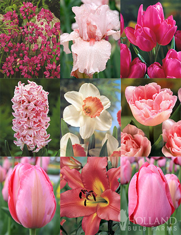 Holland Bulb Farms
